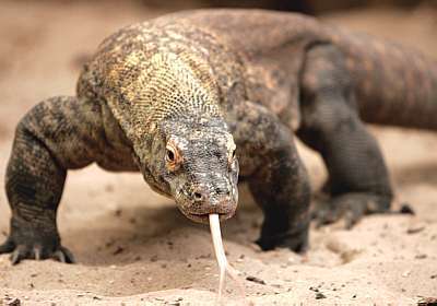 Viagem à volta da Vida: O Dragão-De-Komodo